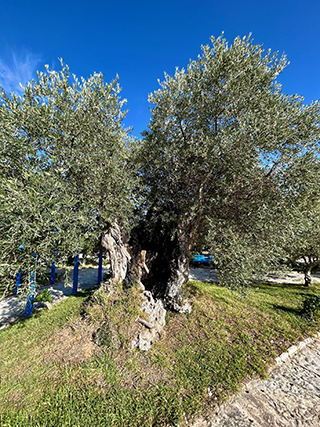 Visit a Organic Olive Farm with Tasting of Various Olive Products ...